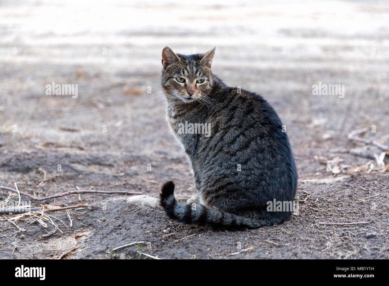 Single tabby cat sitting on the ground Stock Photo - Alamy