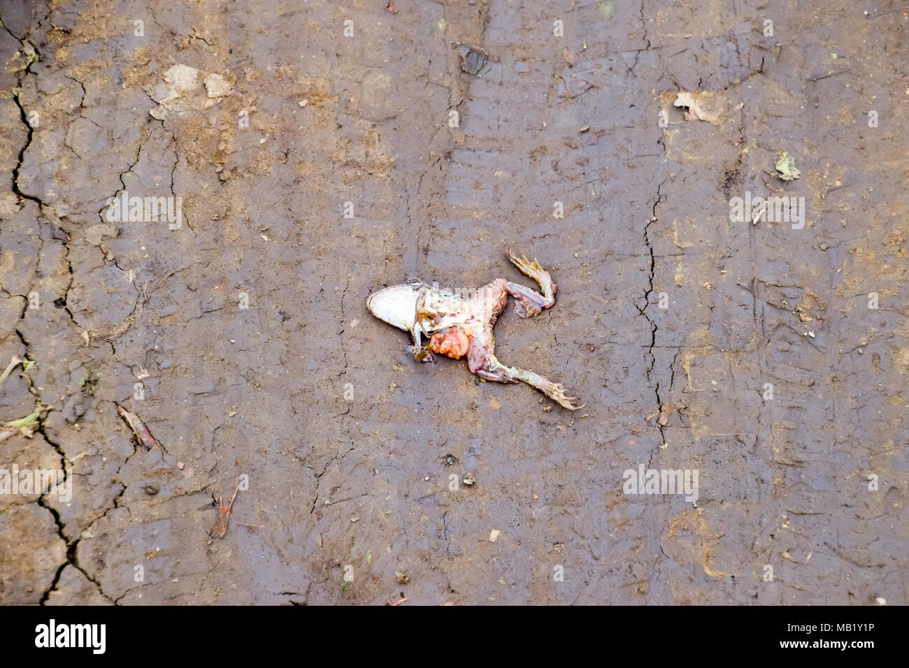 Crushed frog on the road. The death of animals on the roads Stock Photo ...