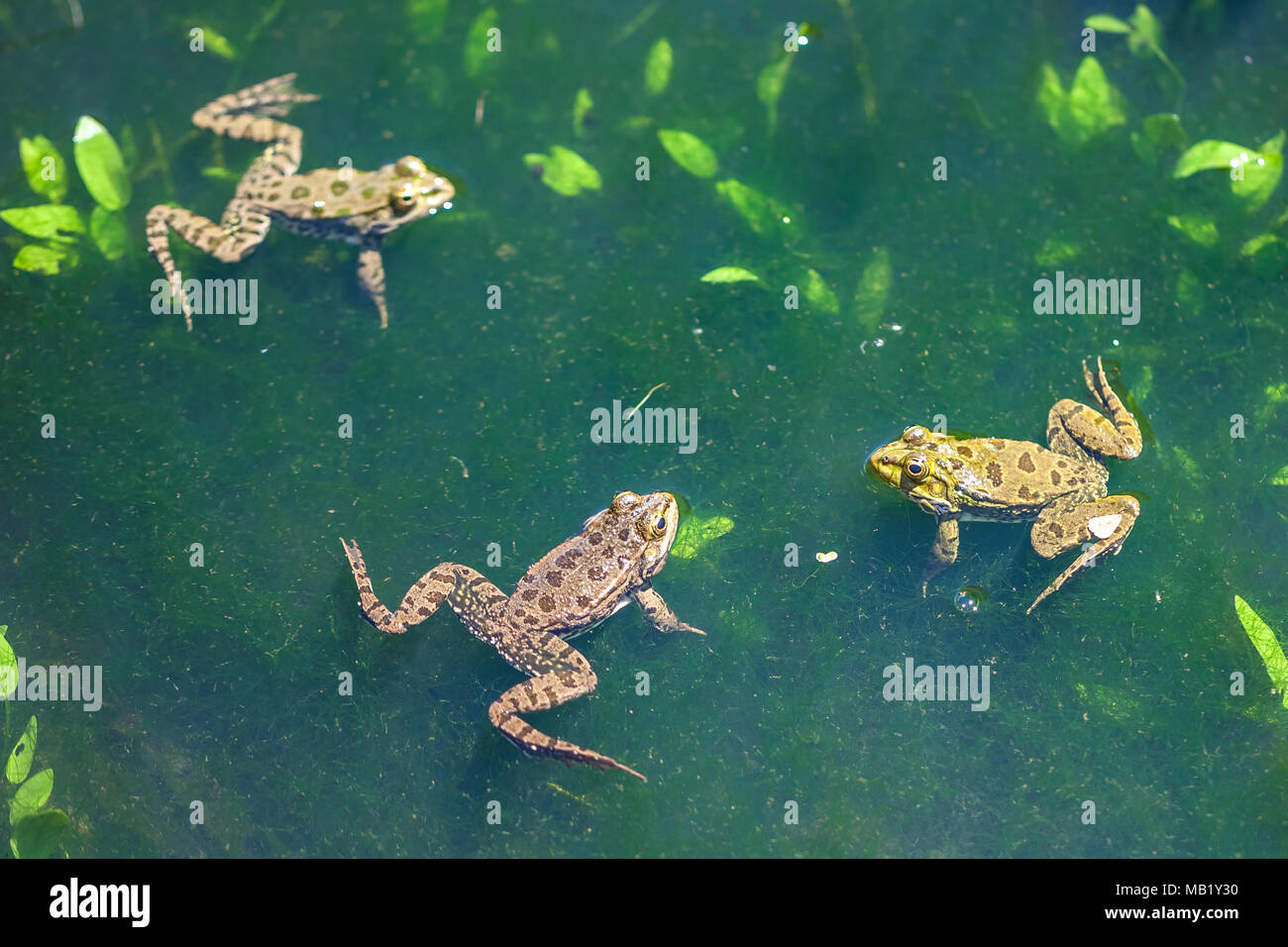 Animal world, frogs in swamp, looking around Stock Photo - Alamy