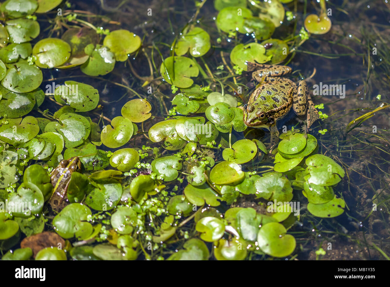 Animal world, frog in swamp, looking around Stock Photo - Alamy