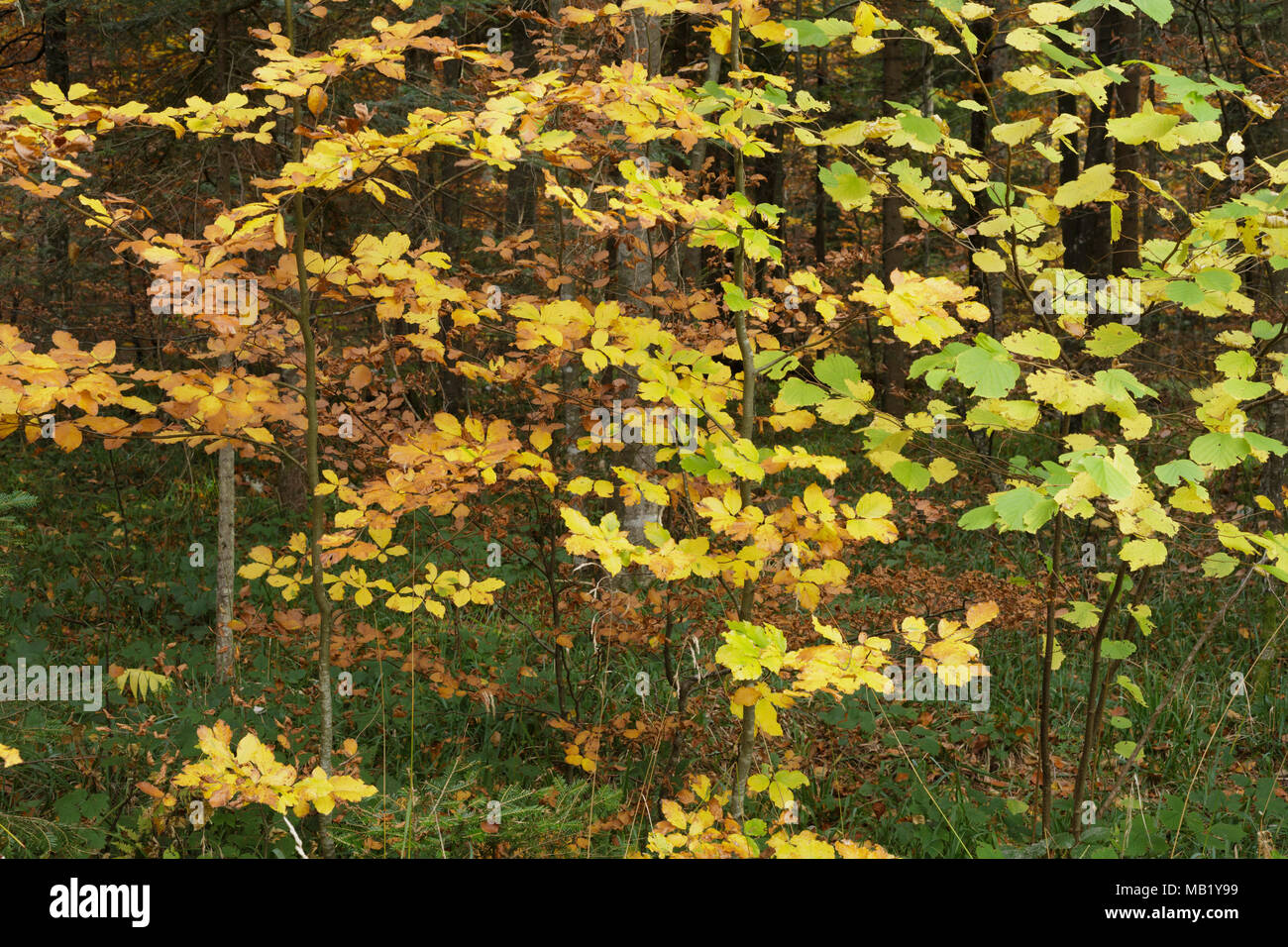 Common Hazel (Corylus avellana) and Common Beech (Fagus sylvatica ...