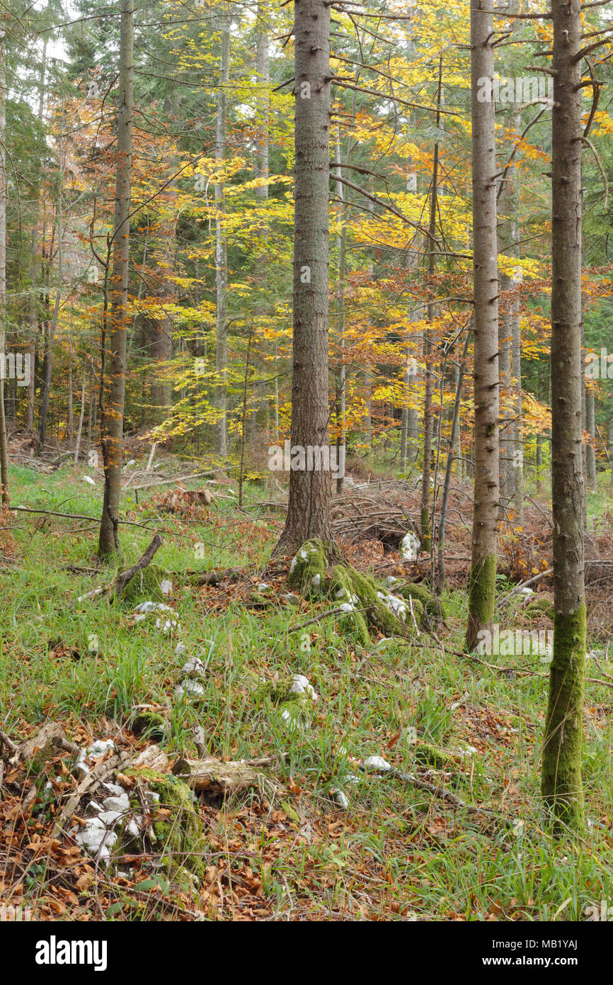 Pine trees (Pinus sp.) and Common Beech (Fagus sylvatica), mixed forest ...