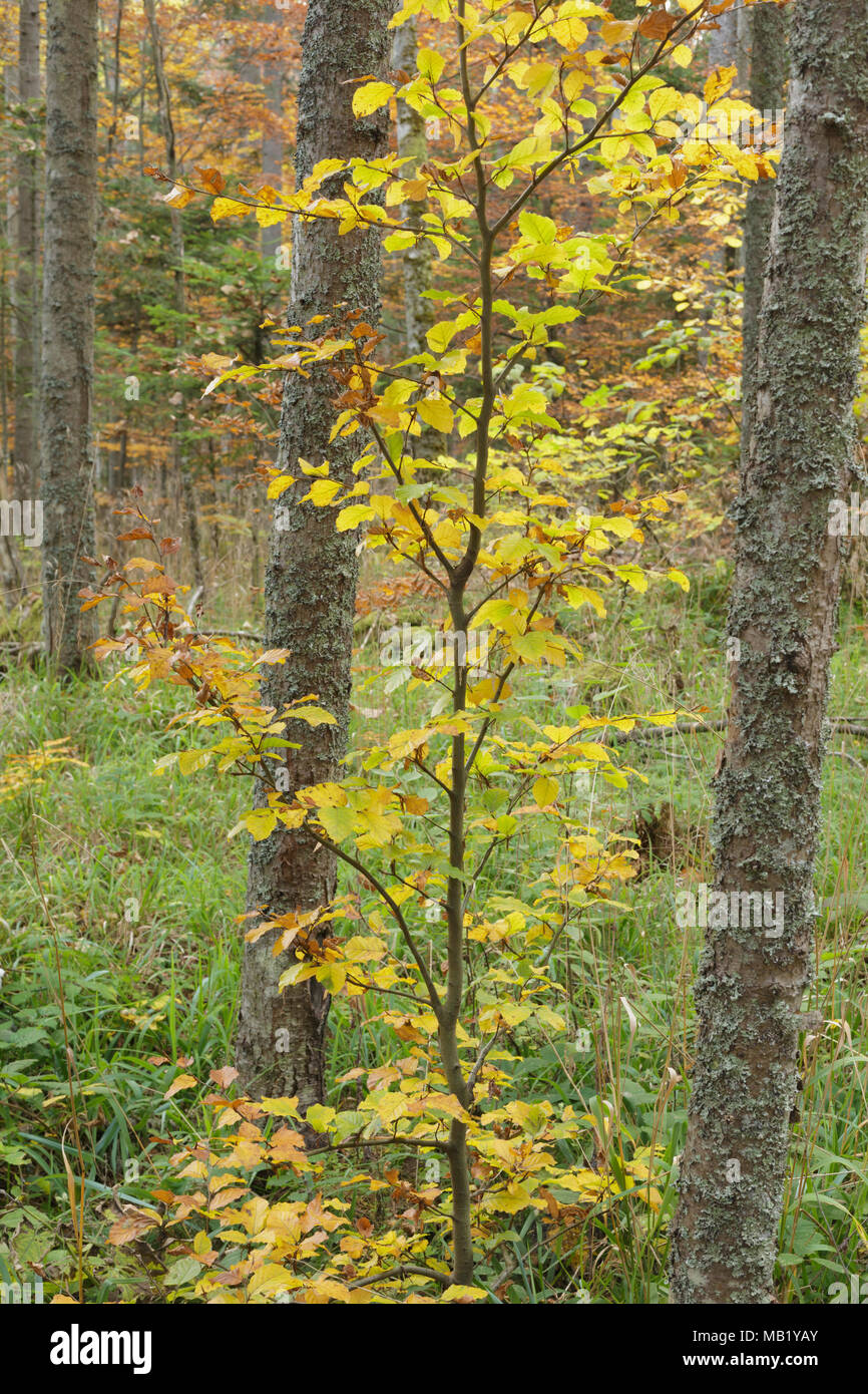 Pine trees (Pinus sp.) and Common Beech (Fagus sylvatica), mixed forest ...