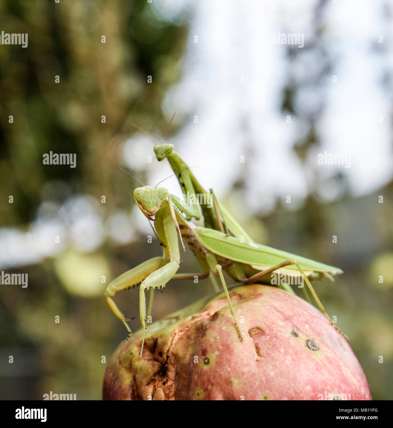Mantis on a red background. Mating mantises. Mantis insect predator ...
