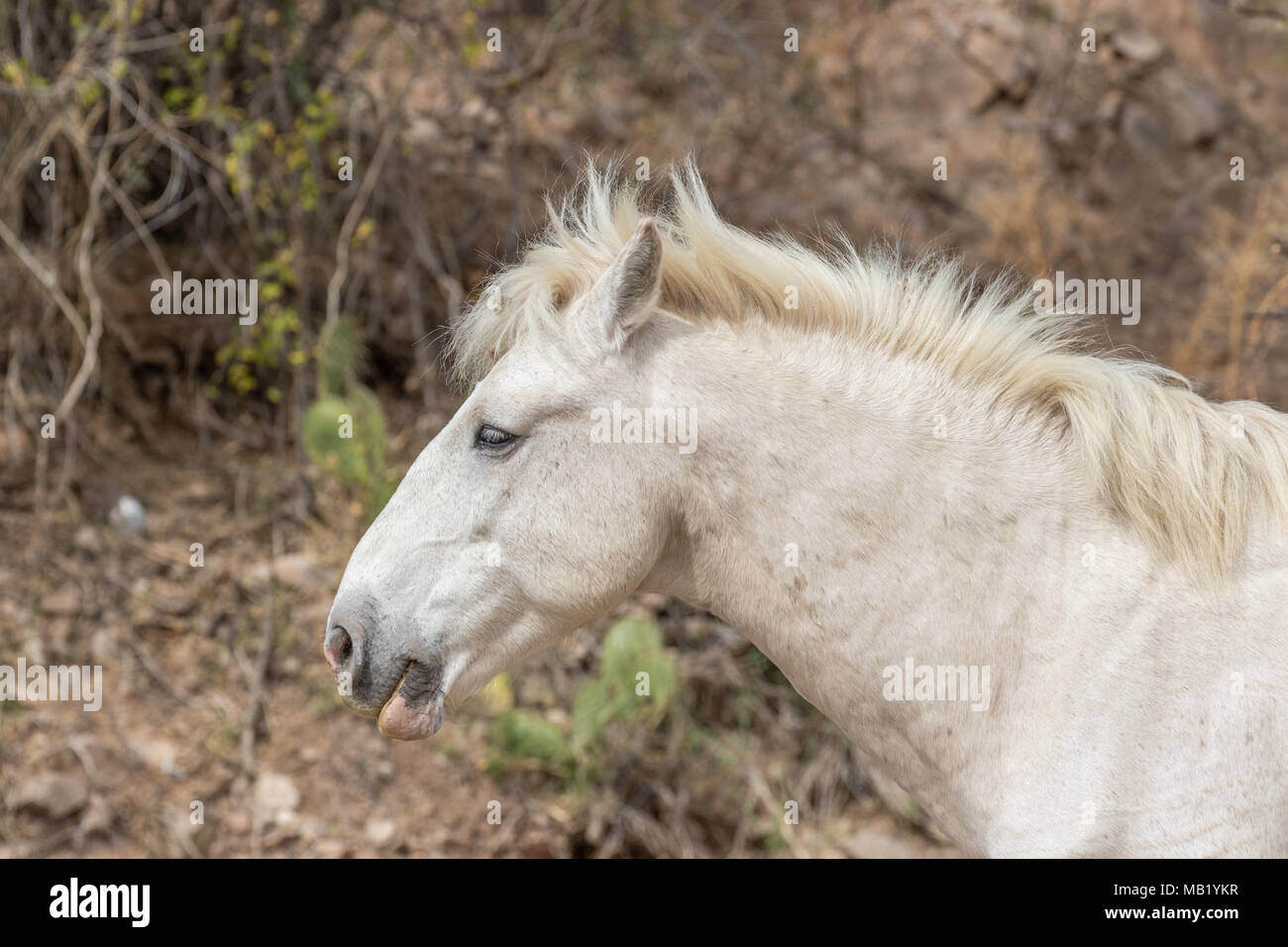 Arizona wild stallion hi-res stock photography and images - Alamy