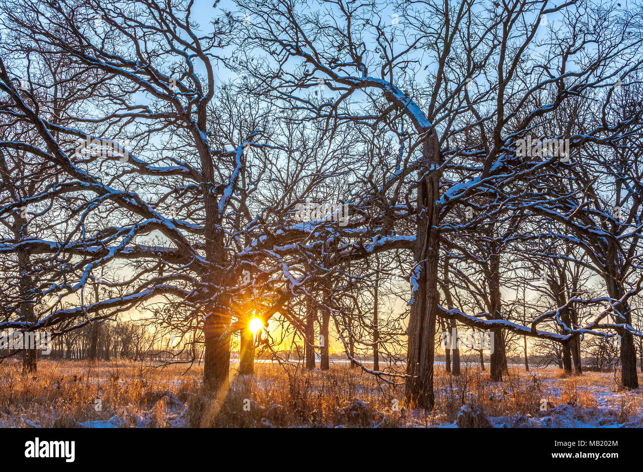 Winter Sunset Trees