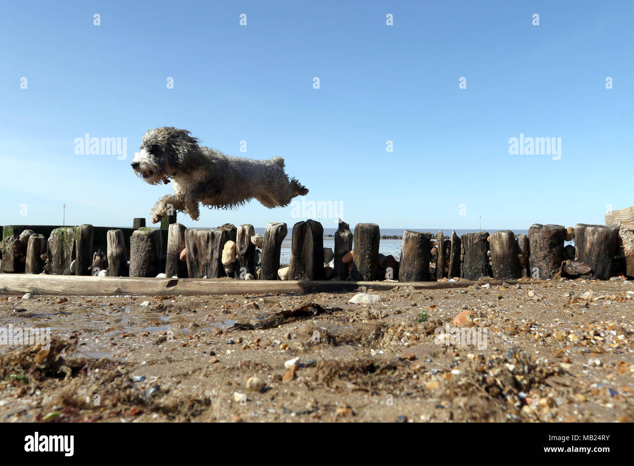 Hunstanton, Norfolk, UK. 5th April 2018. Cookie the cockapoo dog enjoys ...