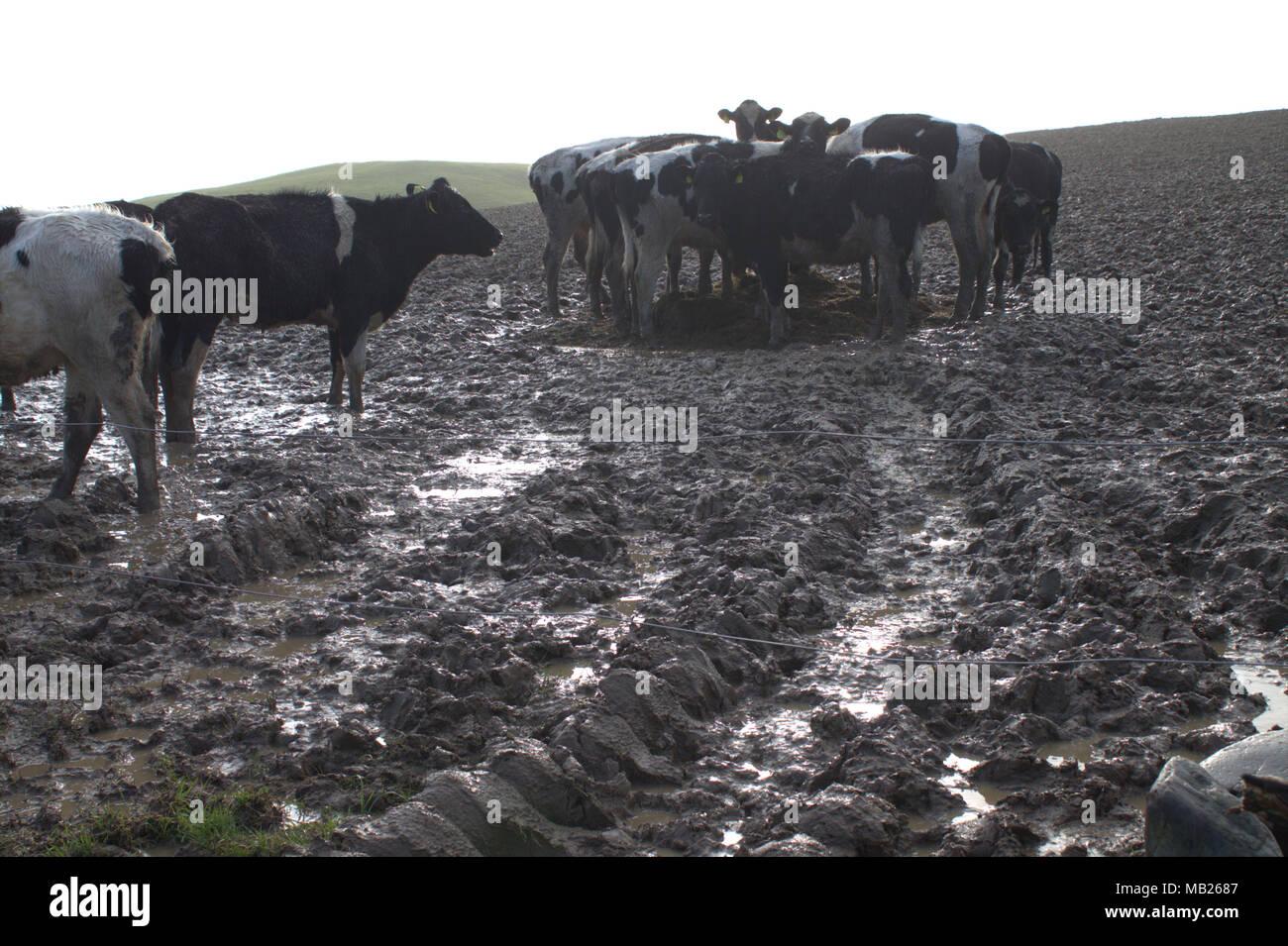 Livestock feeding hi-res stock photography and images - Alamy