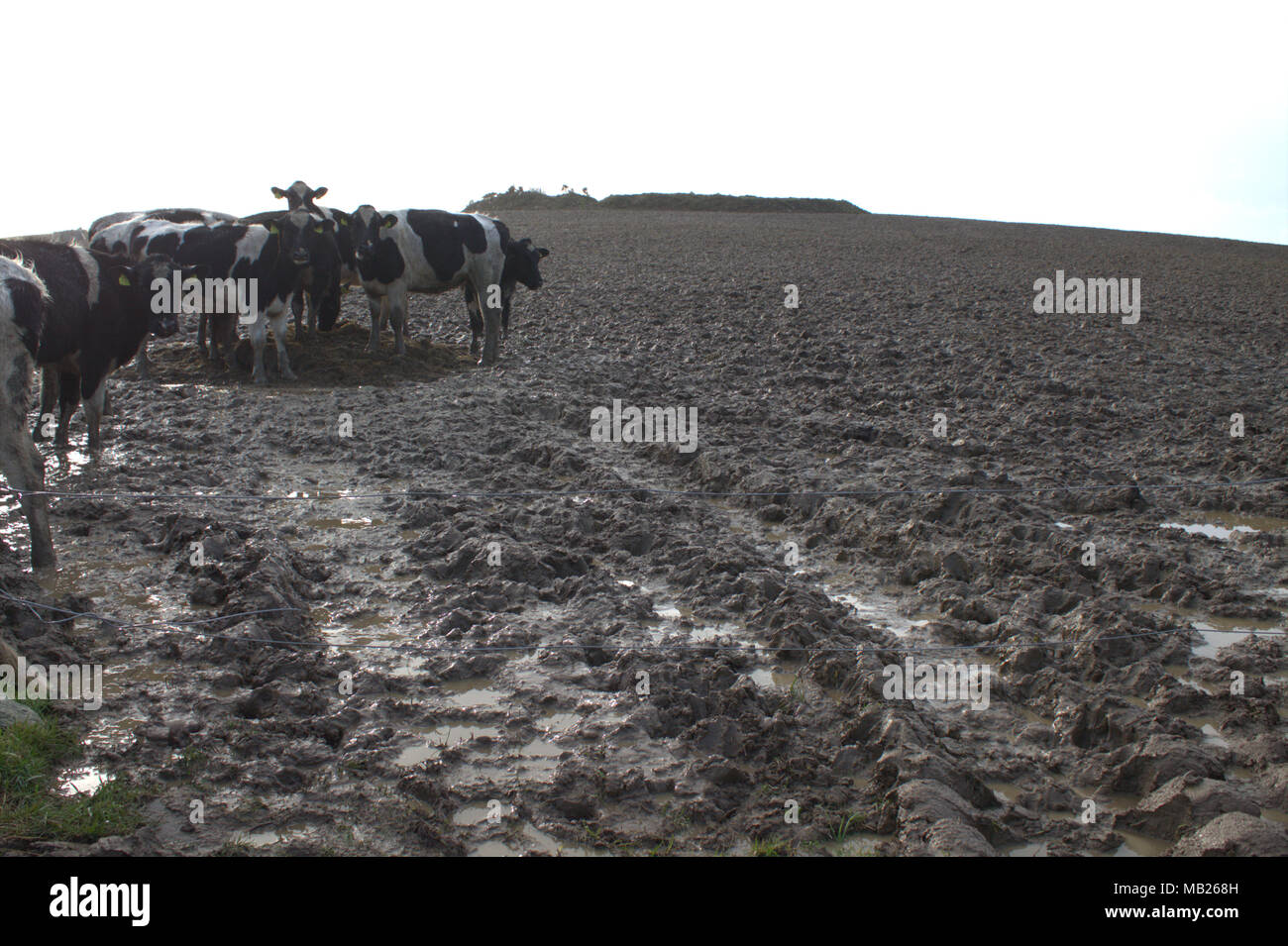 Castlehaven, West Cork, Ireland. 6th April, 2018. Strip fed cattle ...