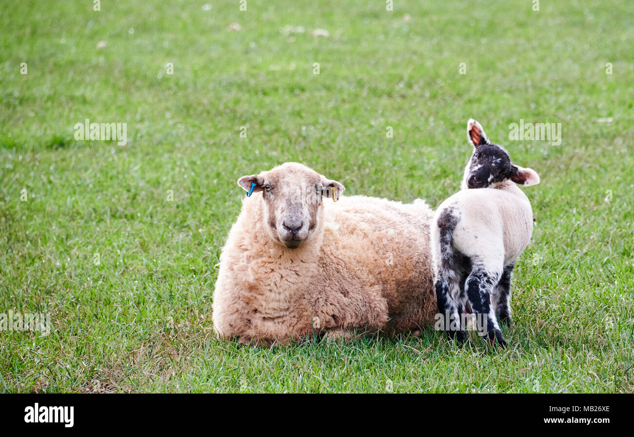 Saint brides major hi-res stock photography and images - Alamy