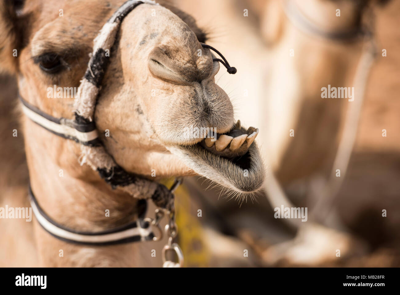 Camel tooth teeth camels hi-res stock photography and images - Alamy