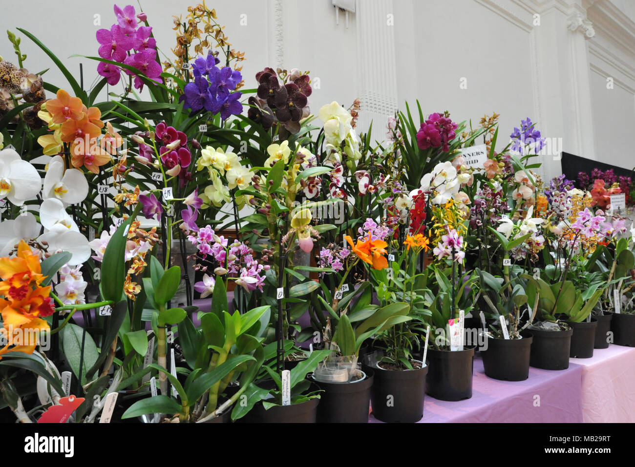 Exotic flora shows botanical hi-res stock photography and images - Alamy
