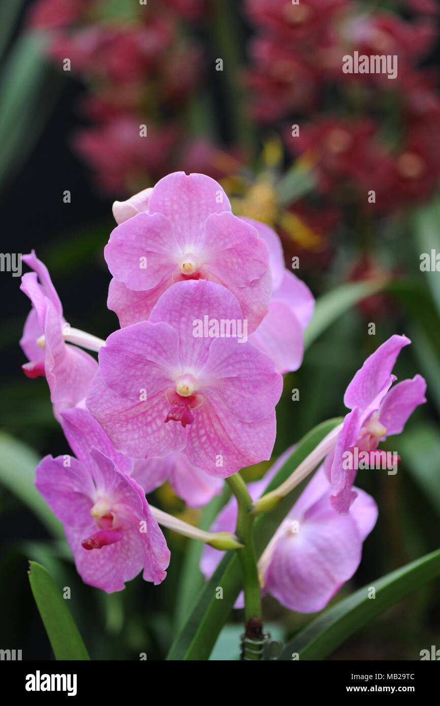 Vanda orchids and display hi-res stock photography and images - Alamy