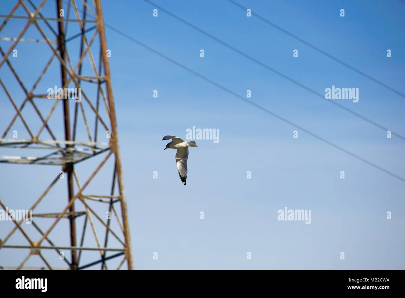 Powerline life hi-res stock photography and images - Alamy