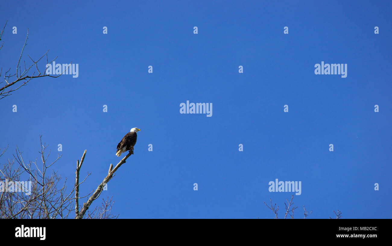 Eagle perched on tree branch Stock Photo - Alamy