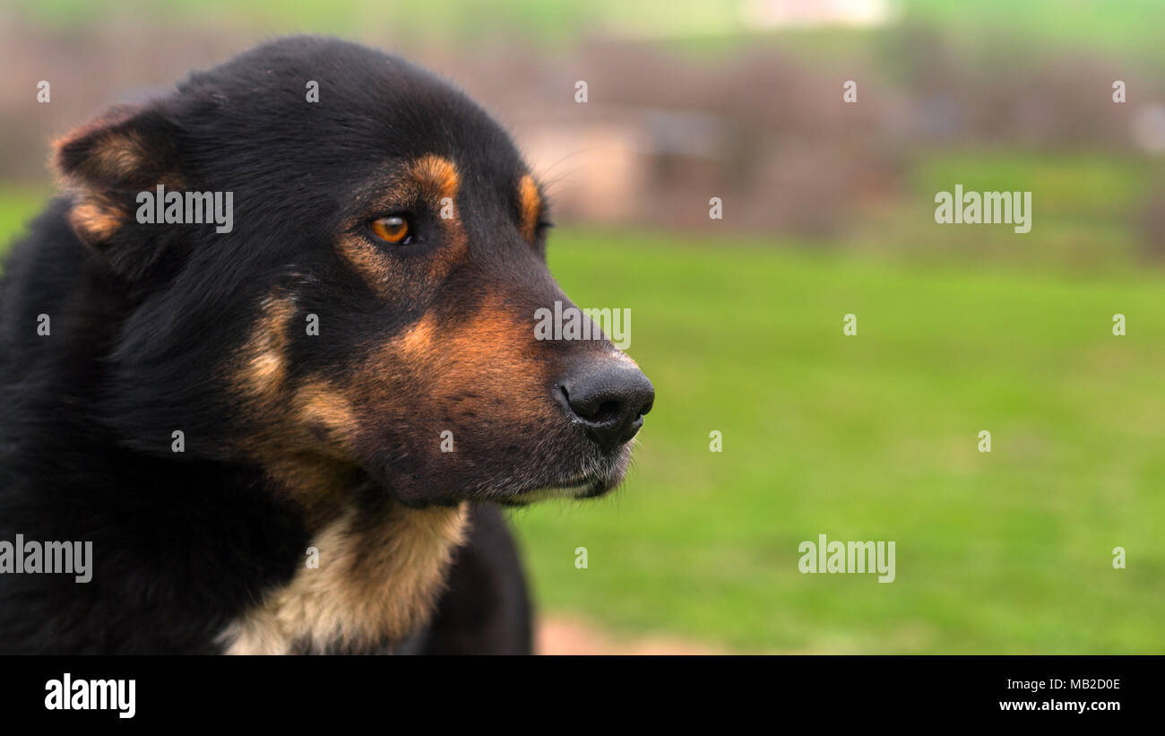 Sheppard and his dog hi-res stock photography and images - Alamy