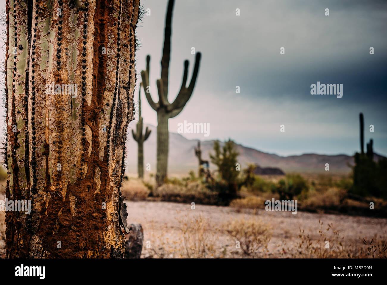Saguaro texture hi-res stock photography and images - Alamy