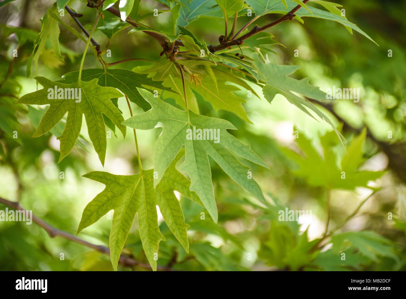 Plane tree leaf hi-res stock photography and images - Alamy