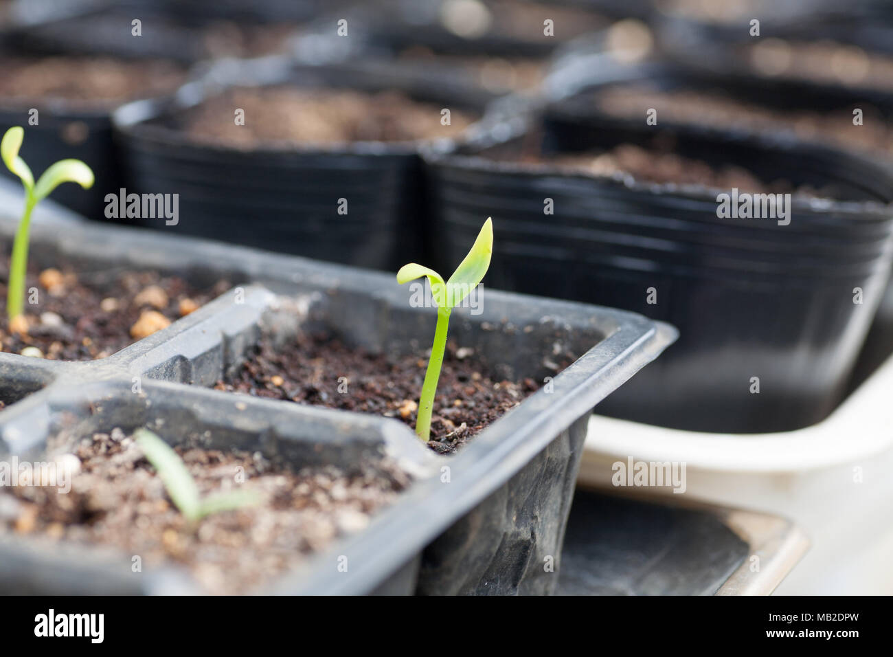 Tomato seed sprouting hi-res stock photography and images - Alamy