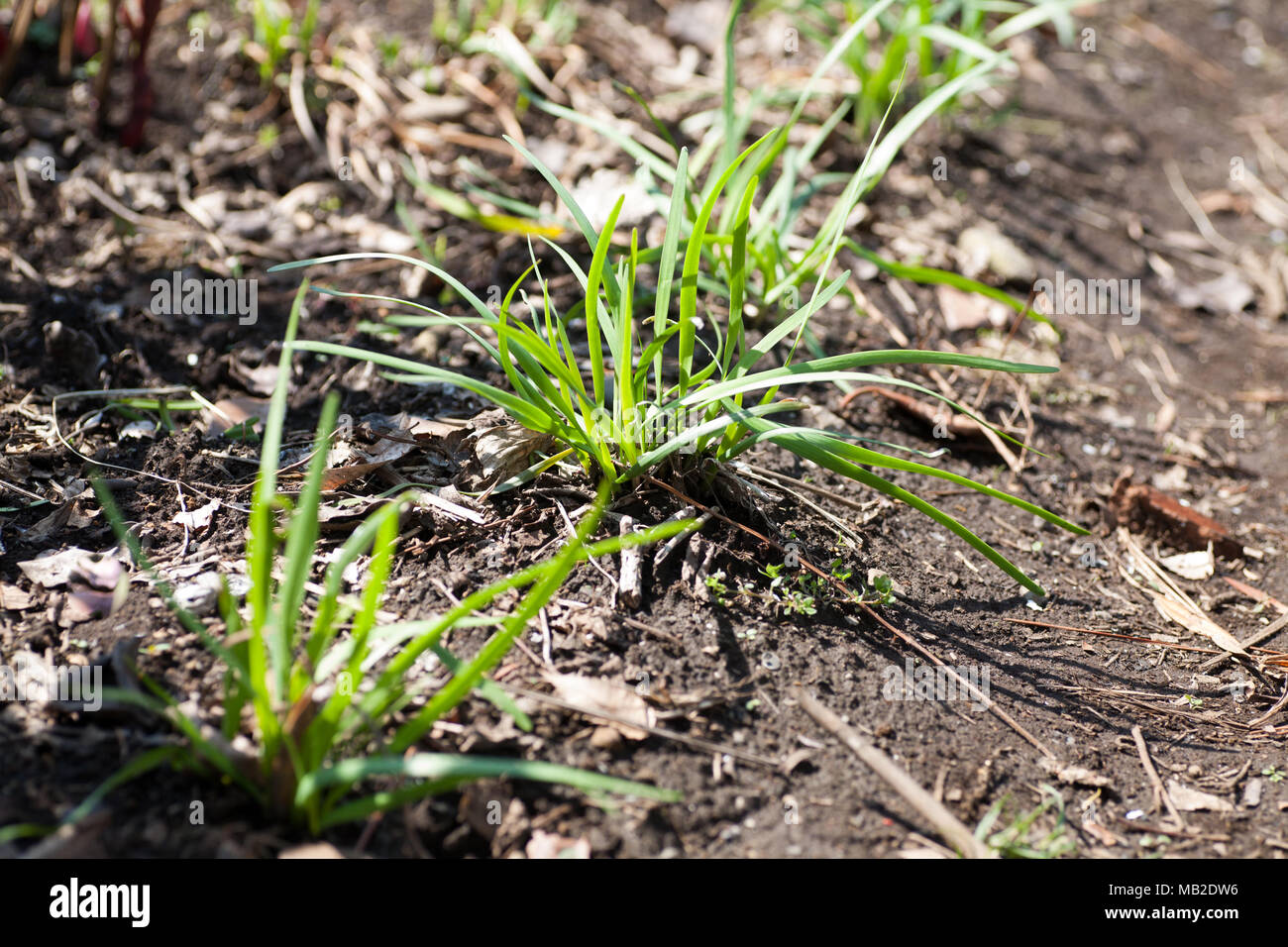 Growing Chinese chives on farm Stock Photo - Alamy