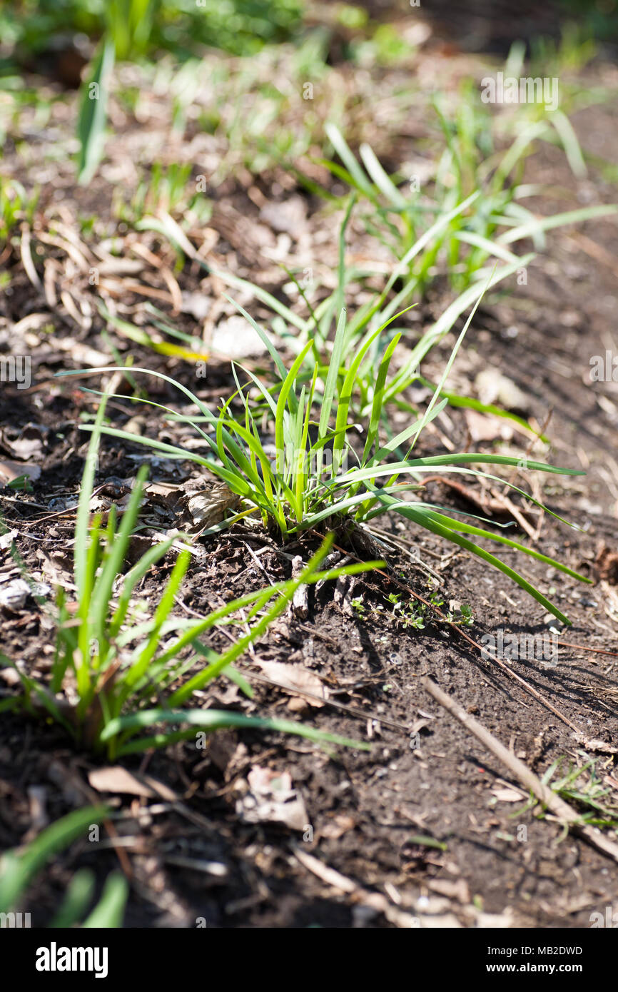 Growing Chinese chives on farm Stock Photo - Alamy