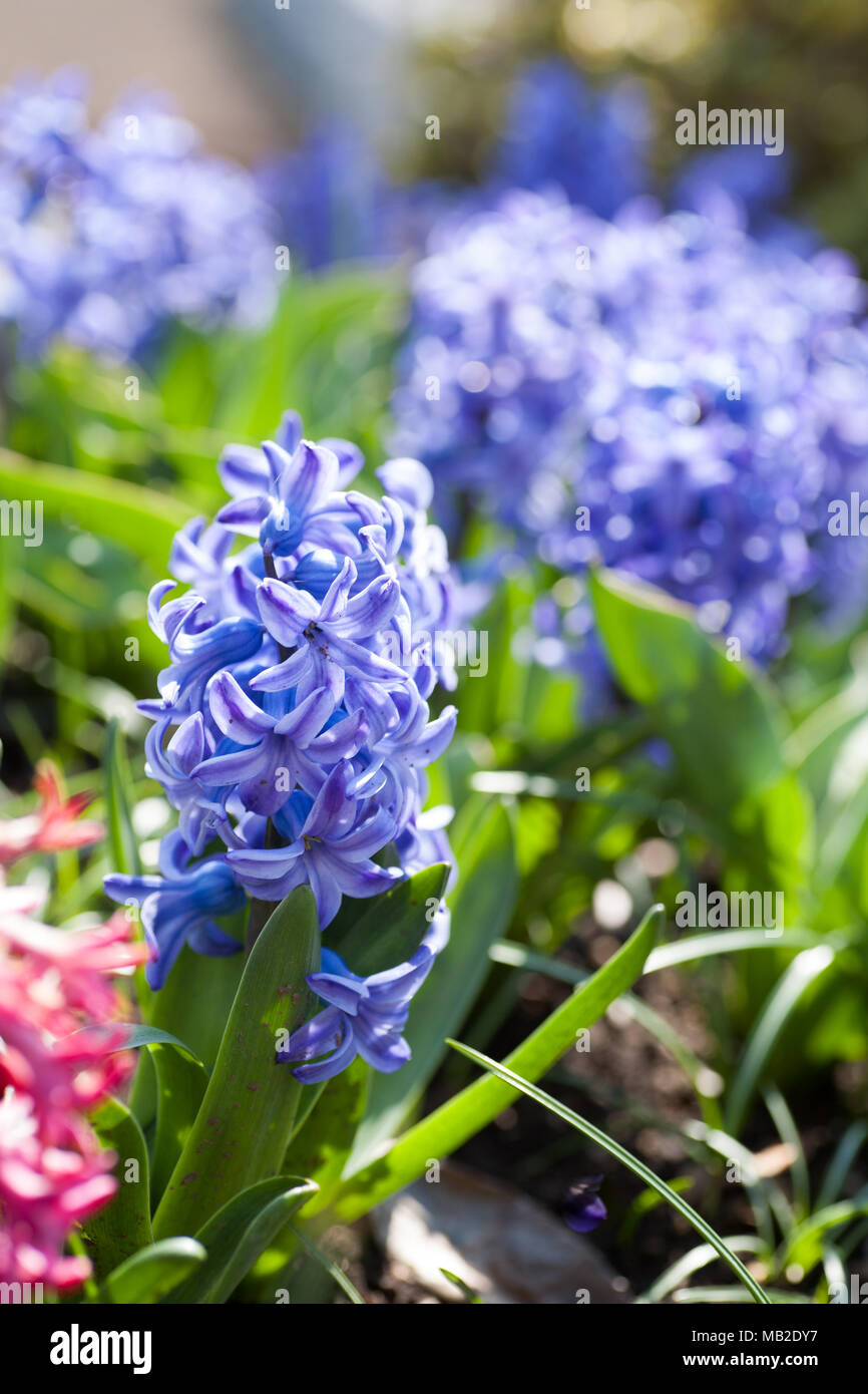 Blue Hyacinth in full bloom Stock Photo - Alamy