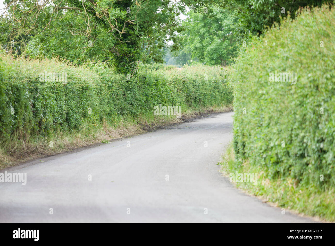 Hedge lined country road hi-res stock photography and images - Alamy