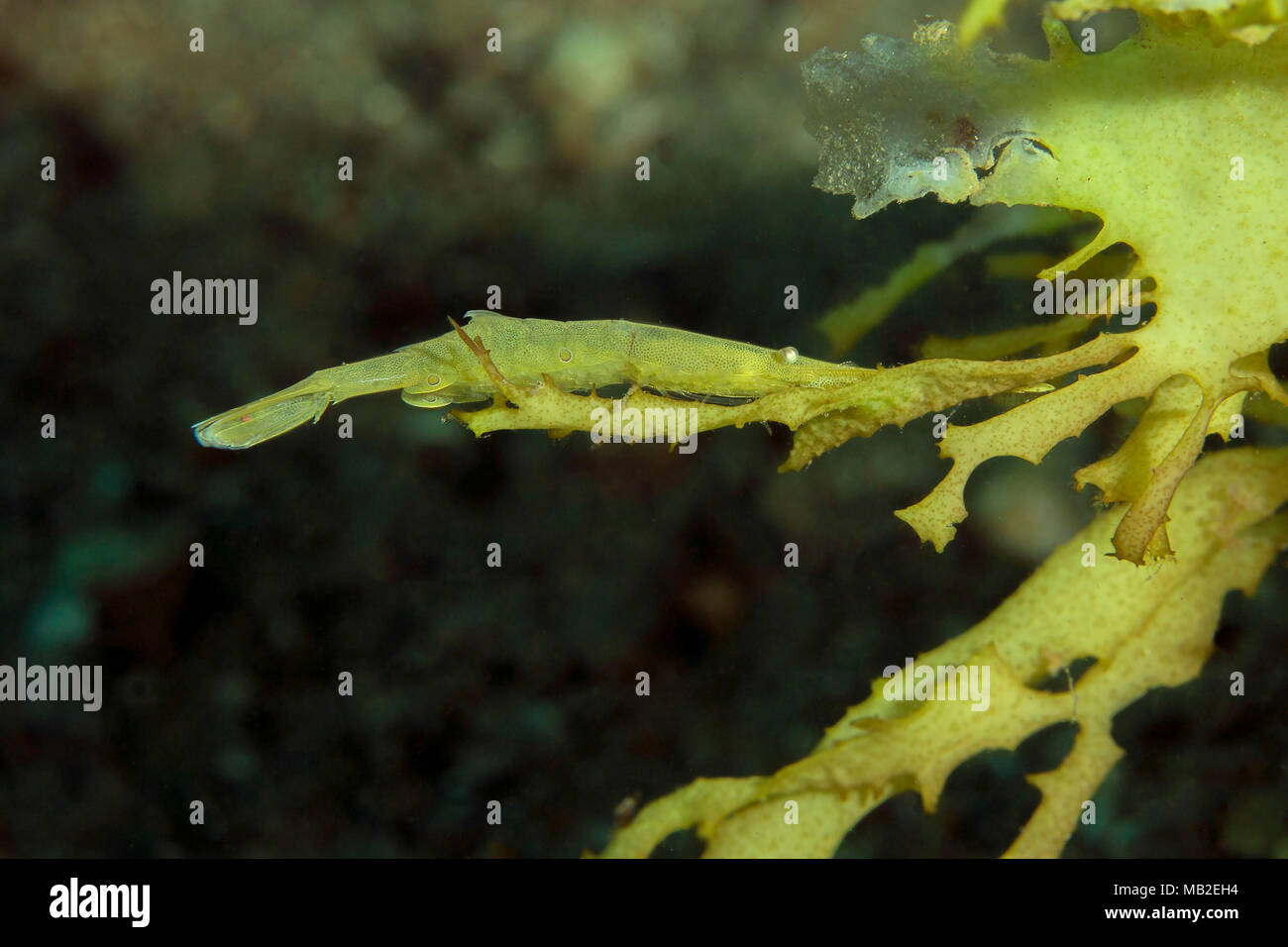 Ocellated Tozeuma Shrimp (Tozeuma lanceolatum). Picture was taken in ...