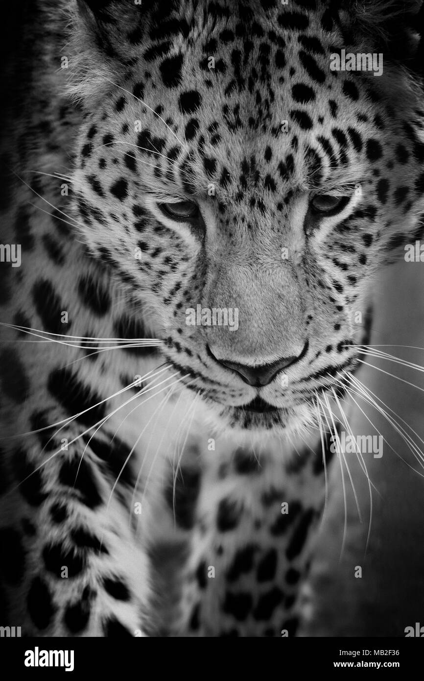 Black white view leopard Black and White Stock Photos & Images - Alamy