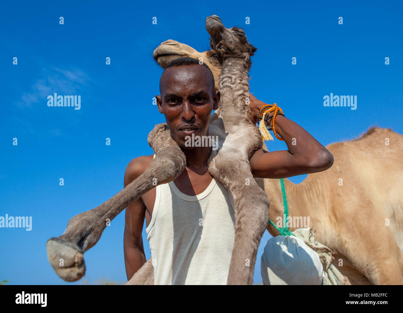 A somali man is holding a new born baby camel on his back, Awdal region ...