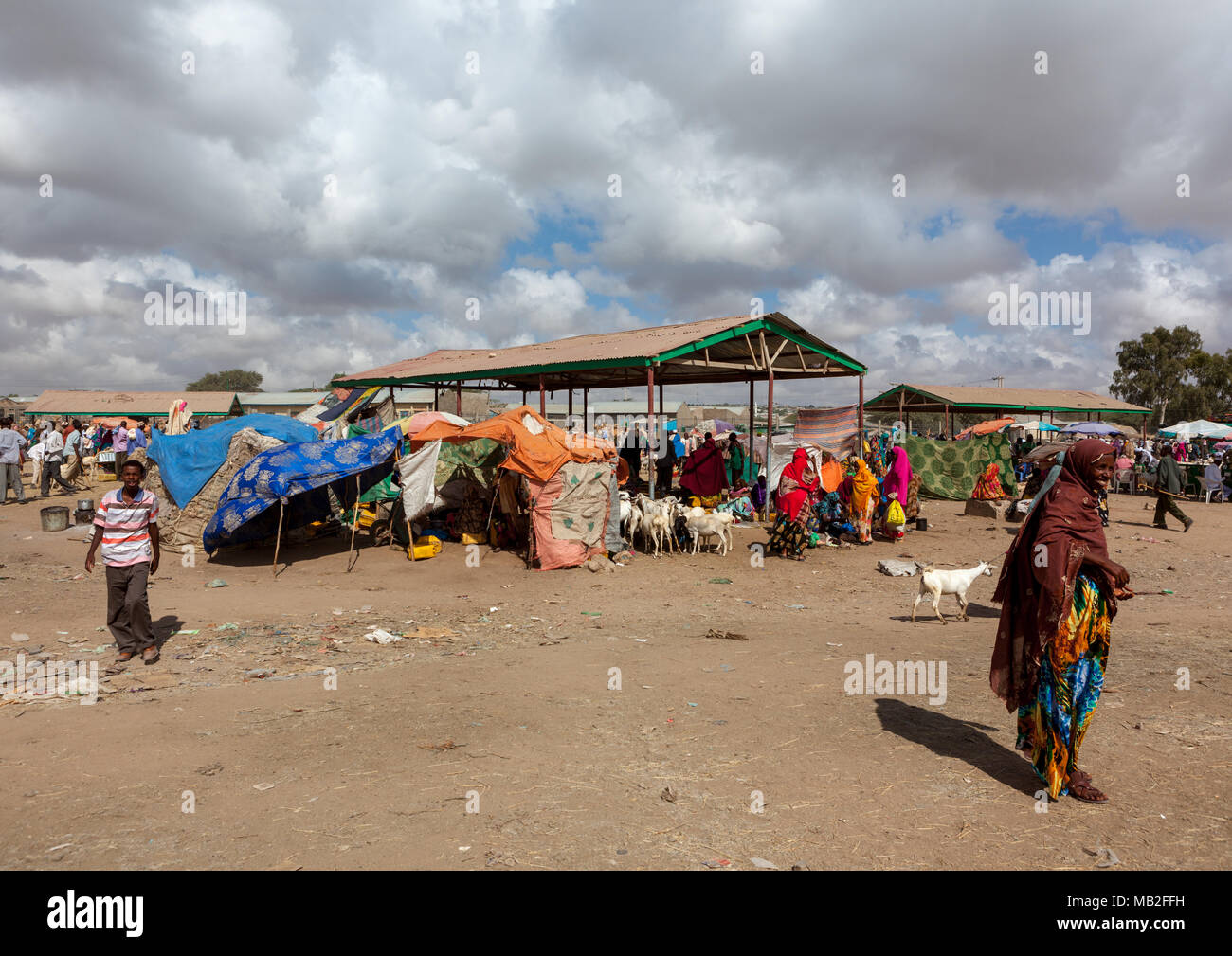 Somali people in the livestock market, Woqooyi Galbeed region, Hargeisa ...