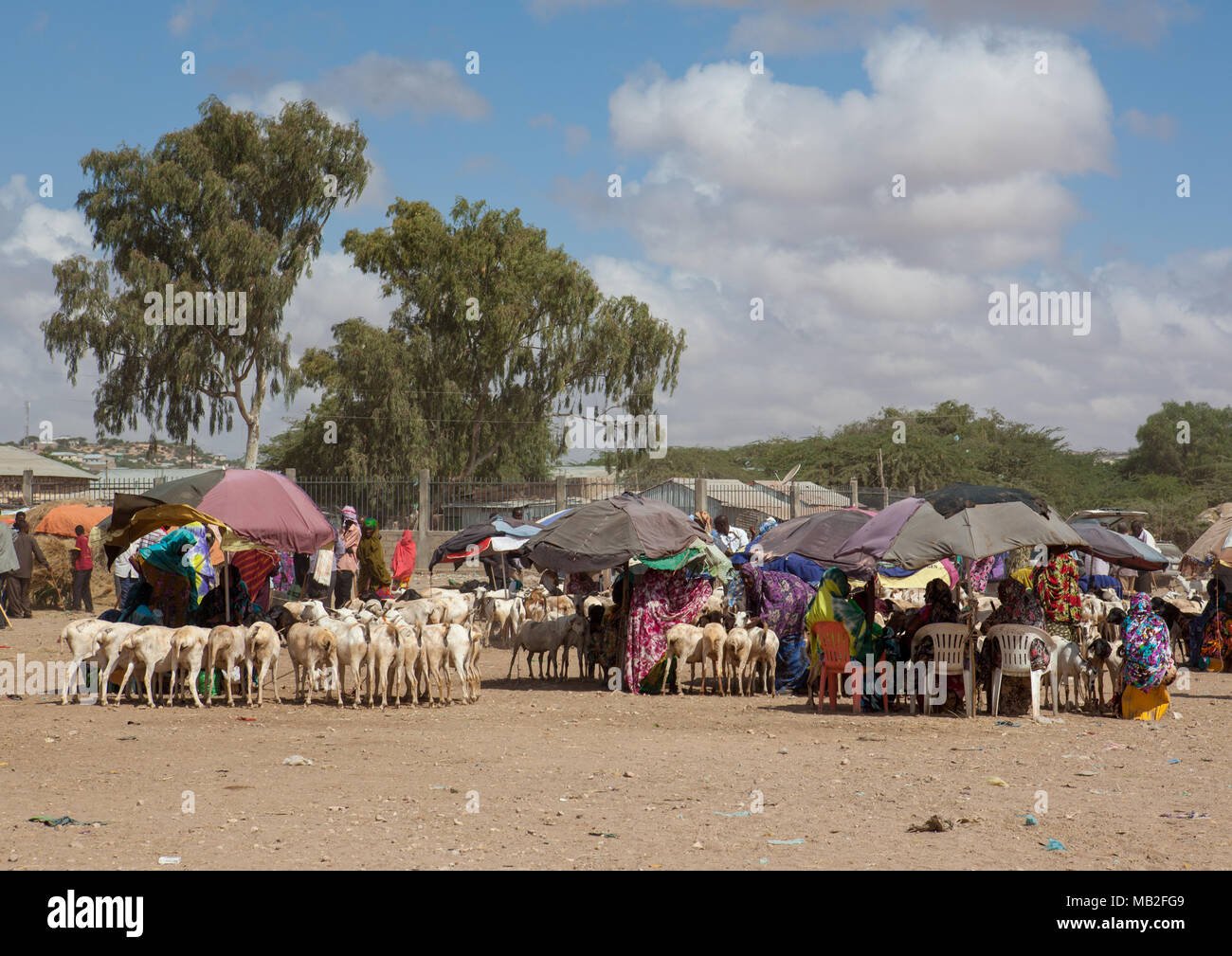 Somali people in the livestock market, Woqooyi Galbeed region, Hargeisa ...