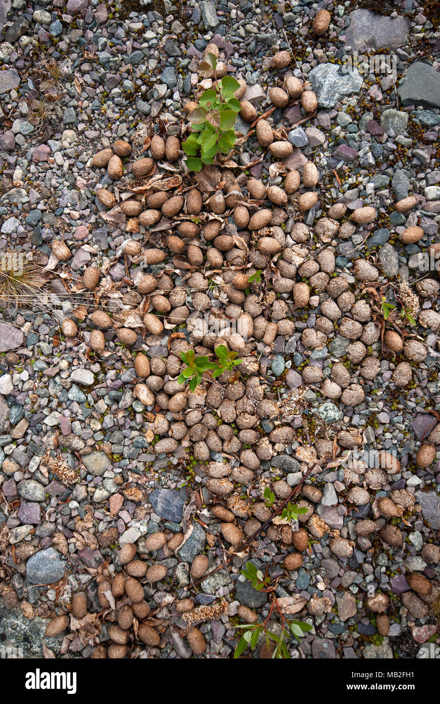 Moose droppings hi-res stock photography and images - Alamy