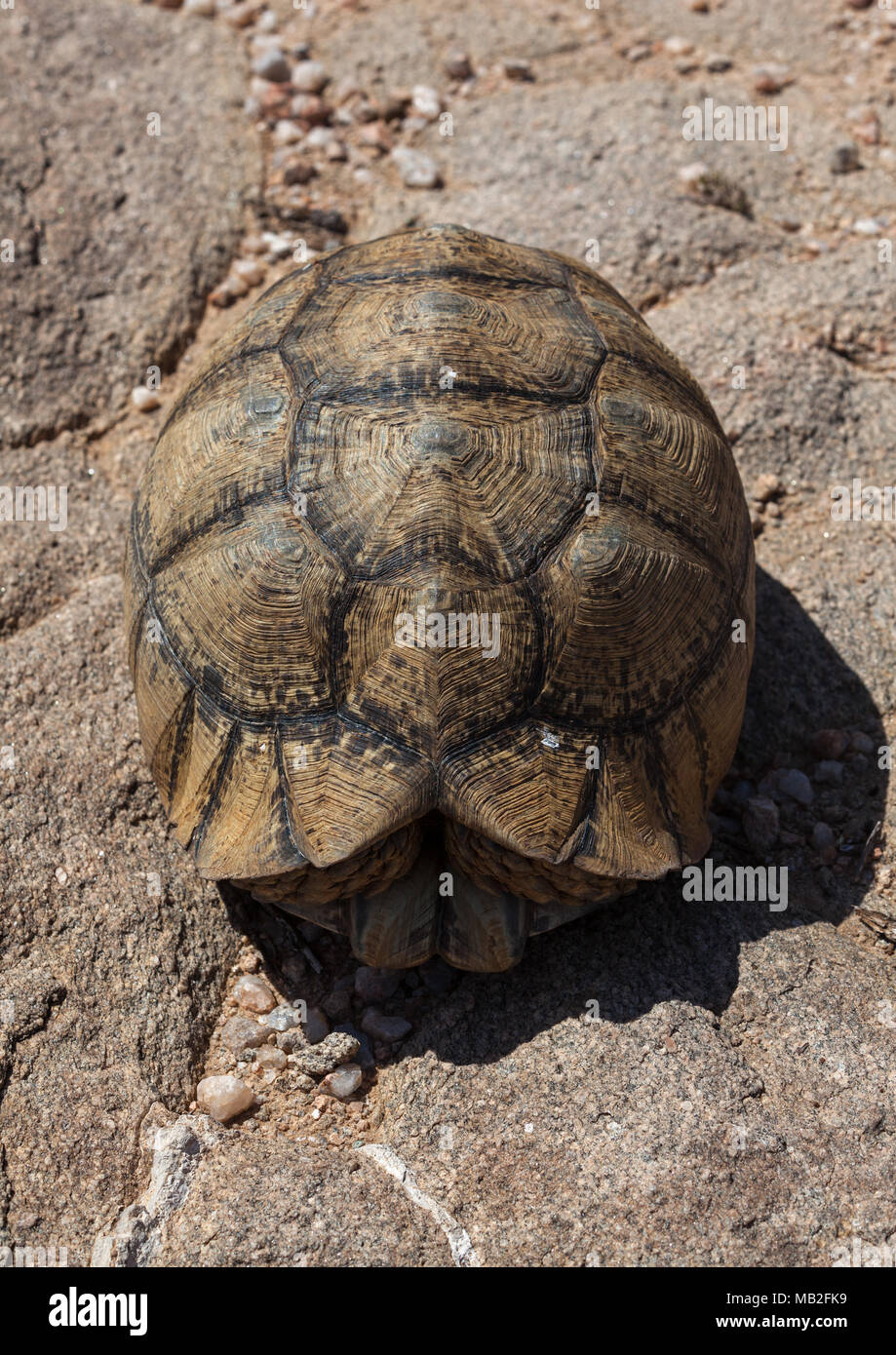 Turtle hiding in her shell, Woqooyi Galbeed region, Hargeisa ...