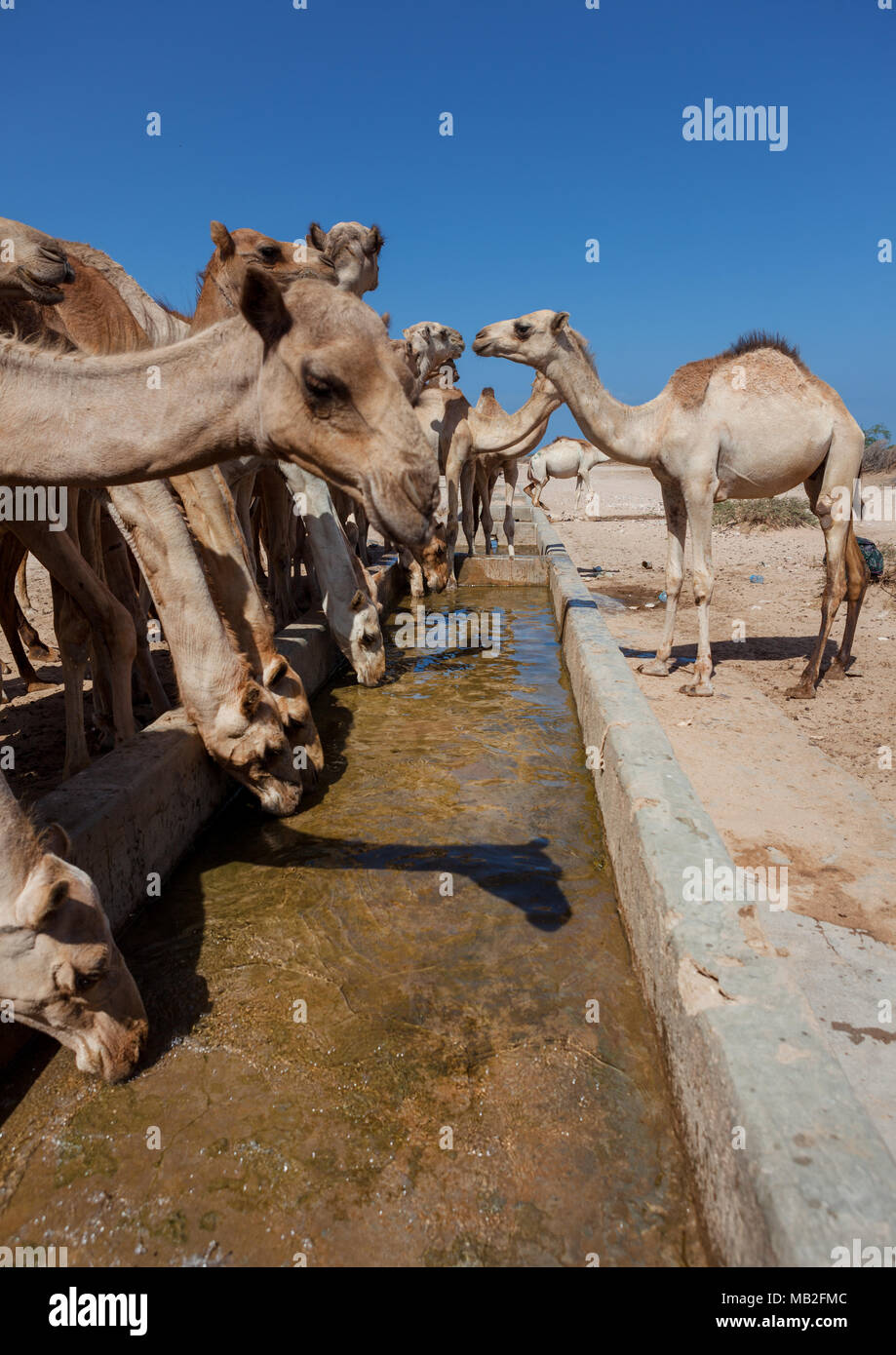 Camels drinking in a row in a farm, North-Western province, Berbera ...