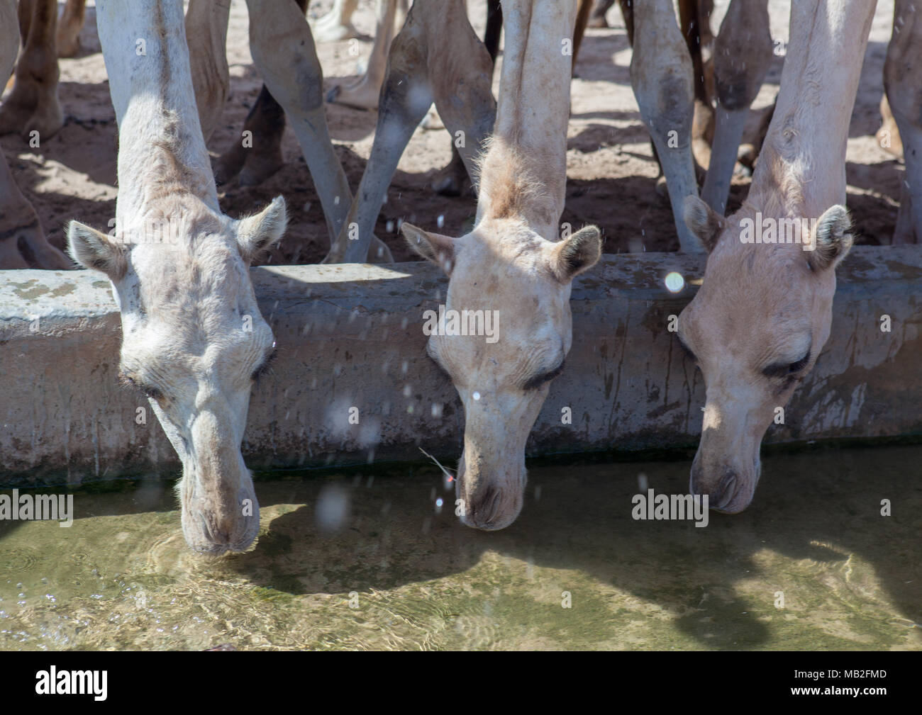 Camels drinking in a row in a farm, North-Western province, Berbera ...