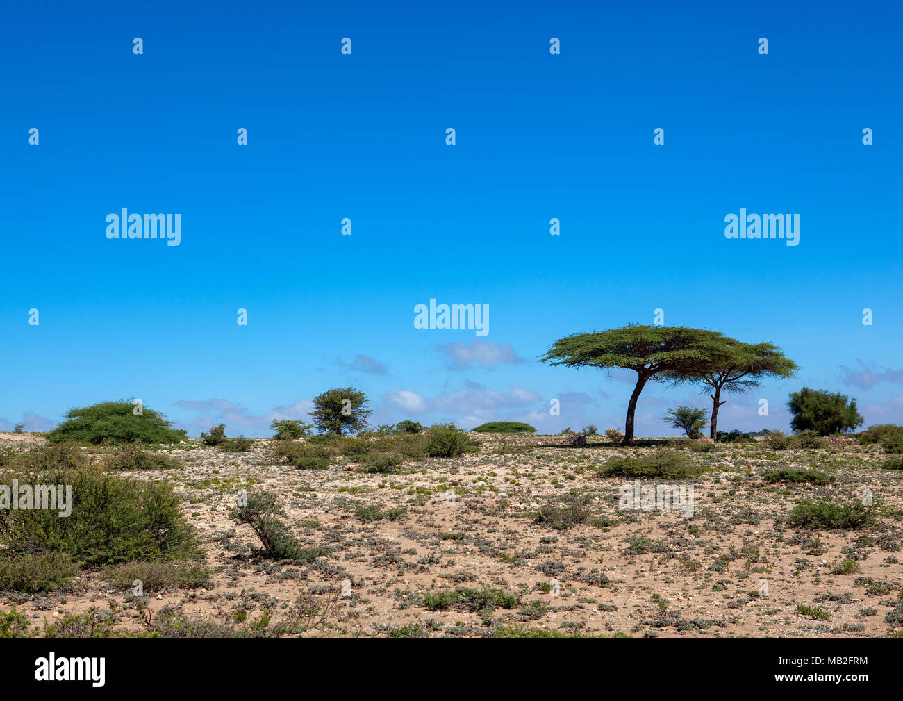 Acacias trees in the sheikh mountains, Togdheer, Sheikh, Somaliland ...