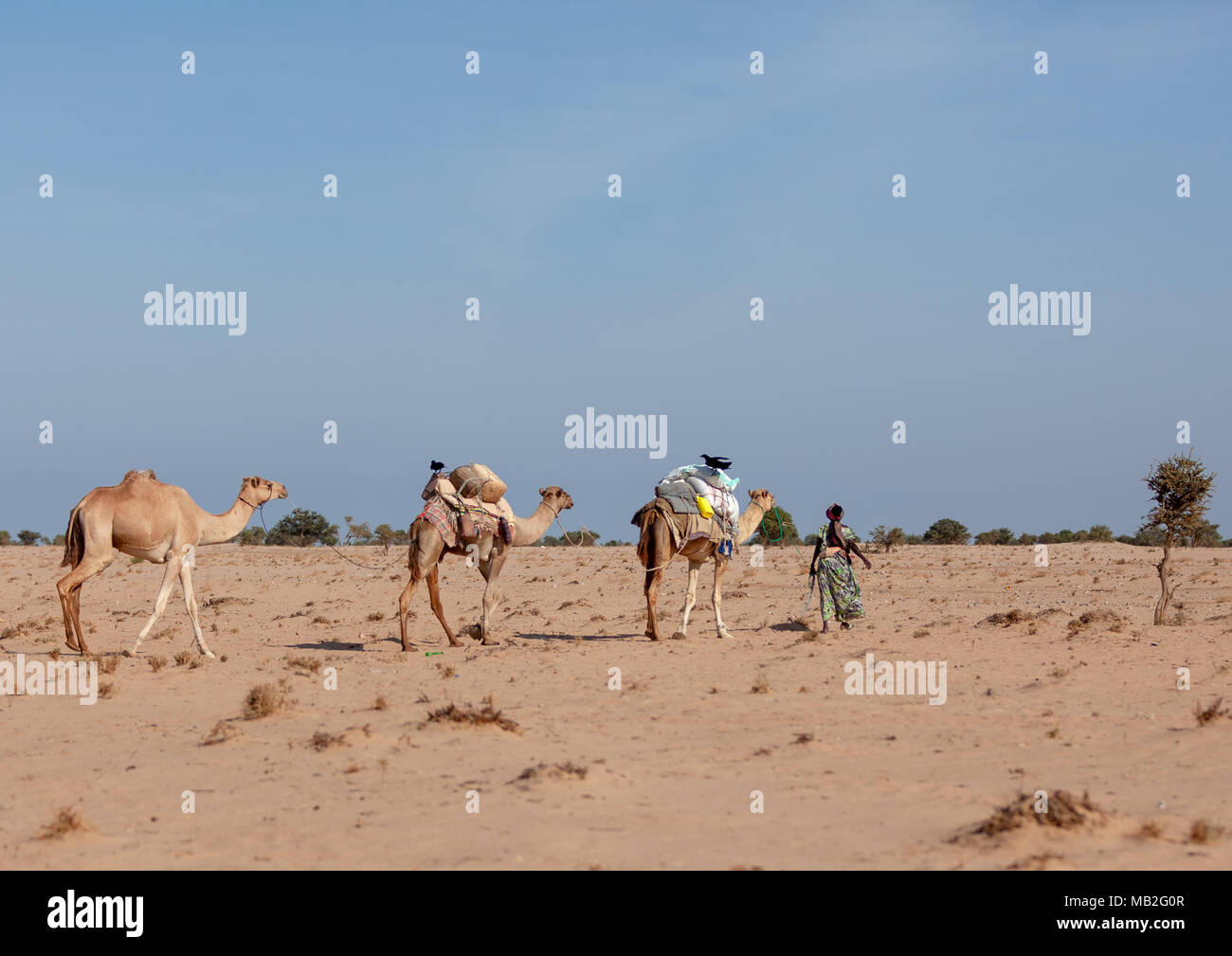 Camel backs hi-res stock photography and images - Alamy