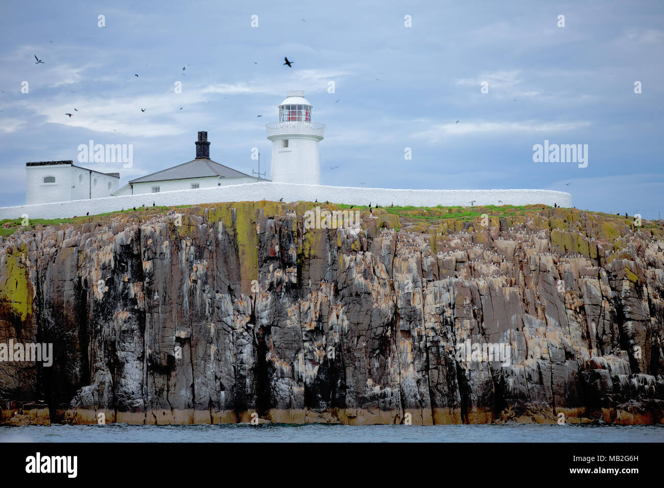 on the Farne Islands, a British nature reserve, famous for birdwatching ...