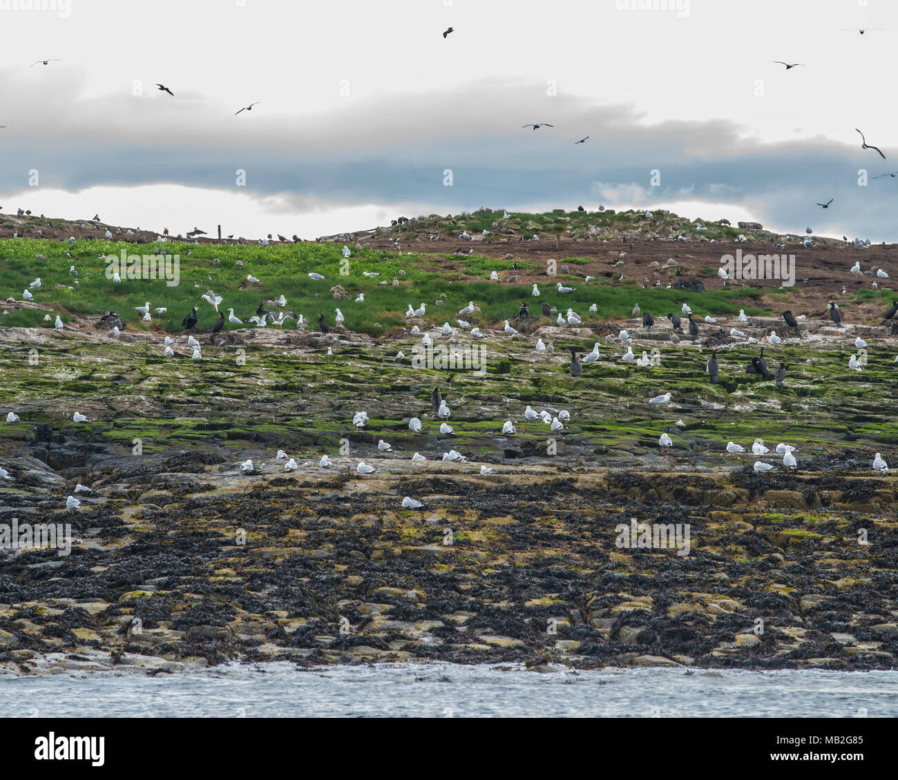 on the Farne Islands, a British nature reserve, famous for birdwatching ...
