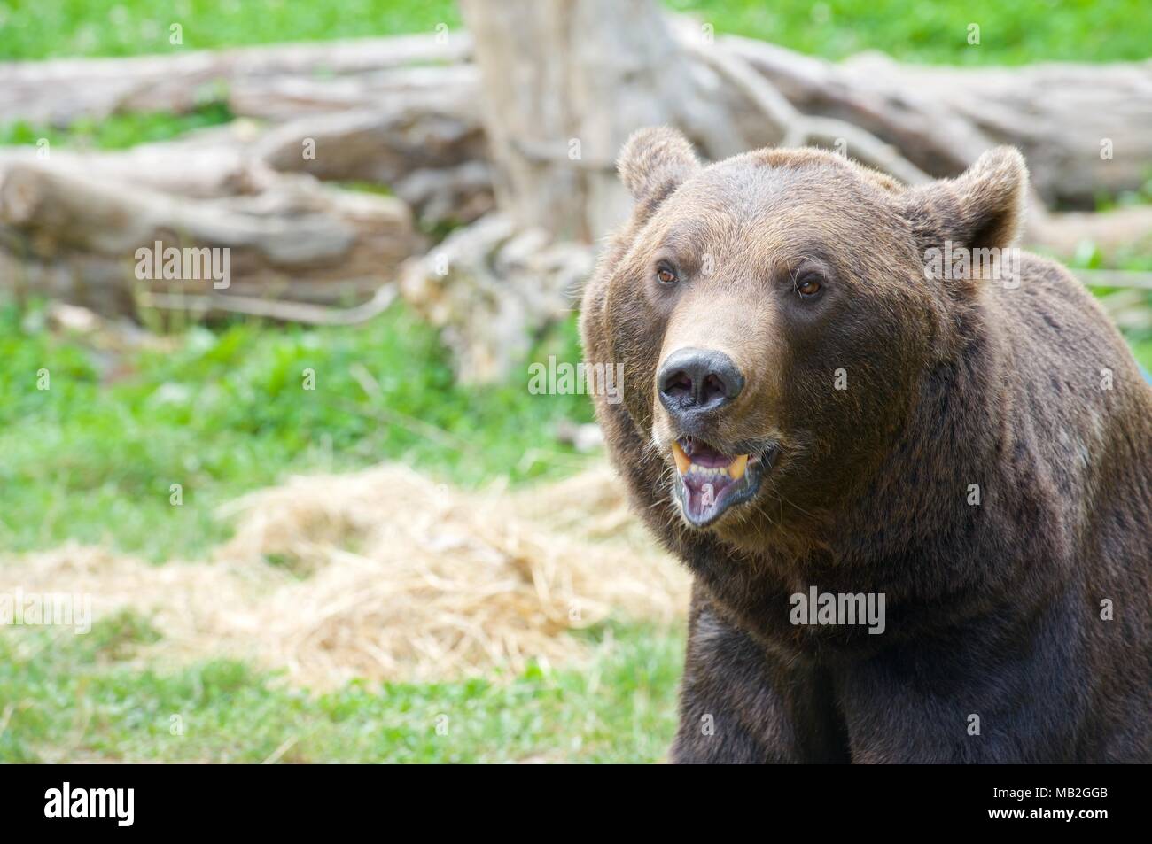 Close up of a grizzly bear, Pyrenees, France. Bear in captivity Stock ...