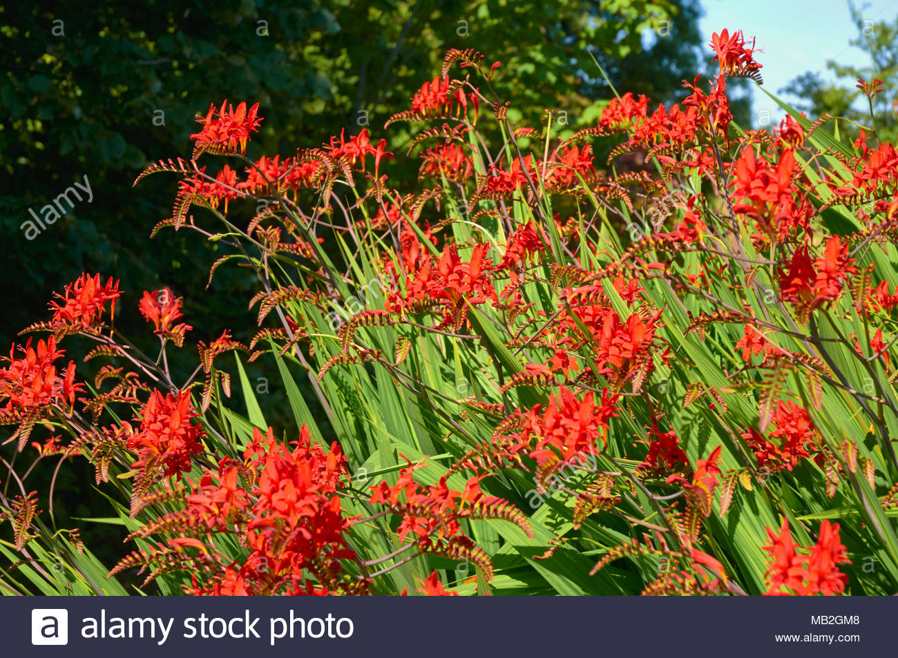 Montbretia Lucifer Flowers High Resolution Stock Photography and Images ...
