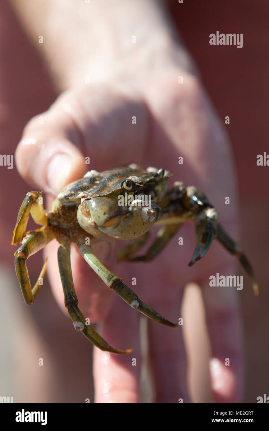 Crabbing line hi-res stock photography and images - Alamy