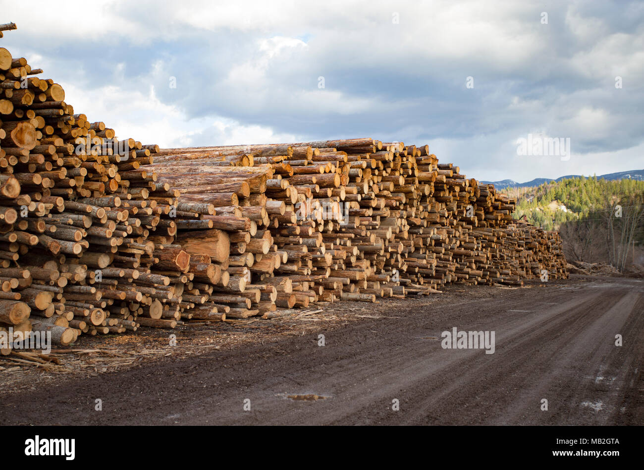 Pulp wood hi-res stock photography and images - Alamy