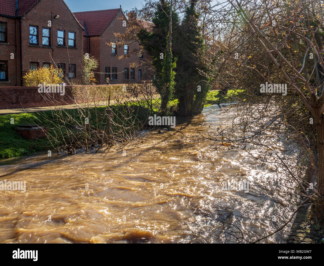 High water level at Cod Beck, Thirsk, North Yorkshire, UK Stock Photo ...