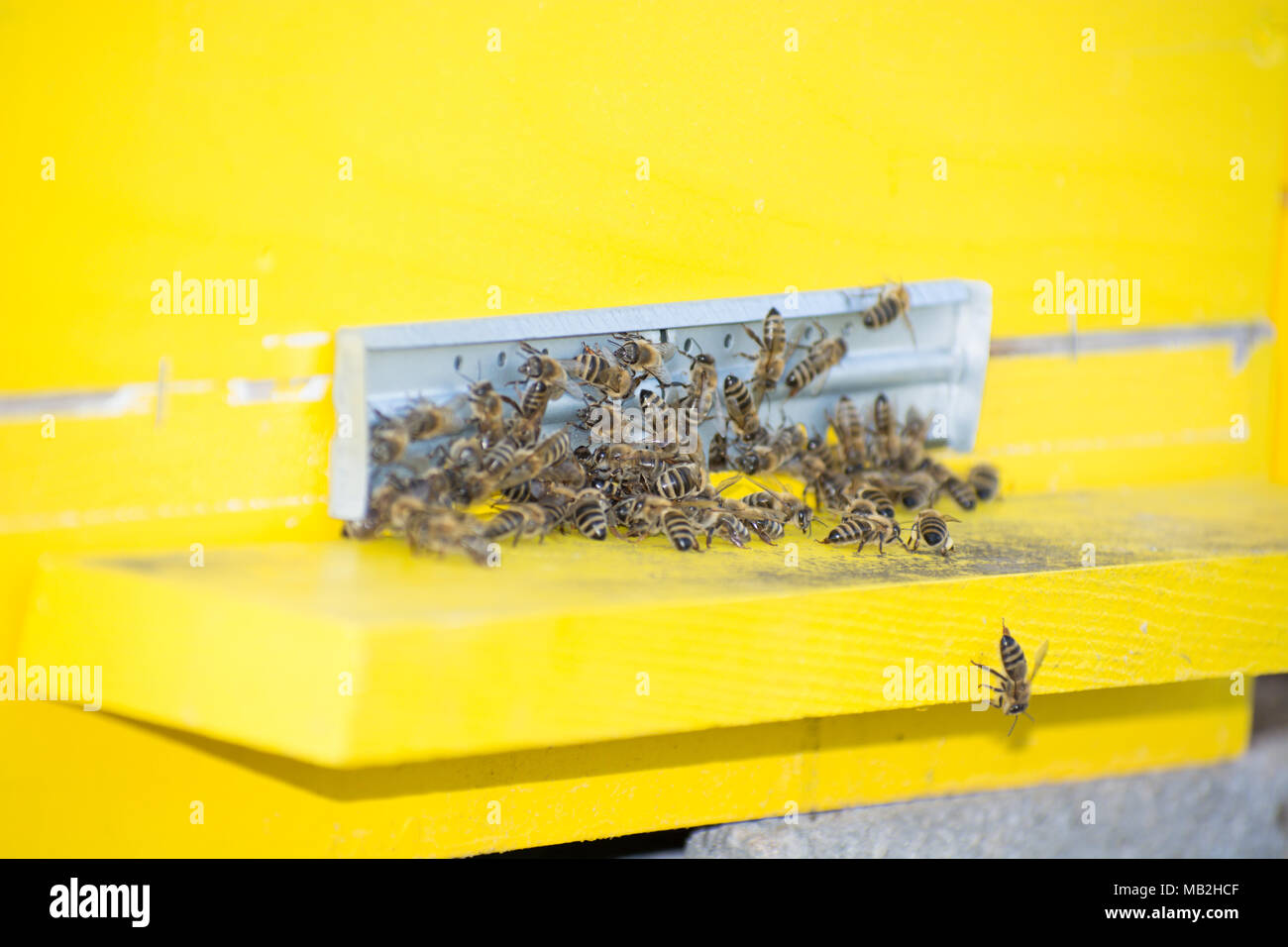 Bees entering the hive, bees flying to hive. Bees defending hive Stock ...