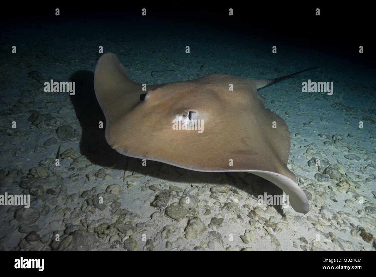Pink Whipray High Resolution Stock Photography and Images - Alamy