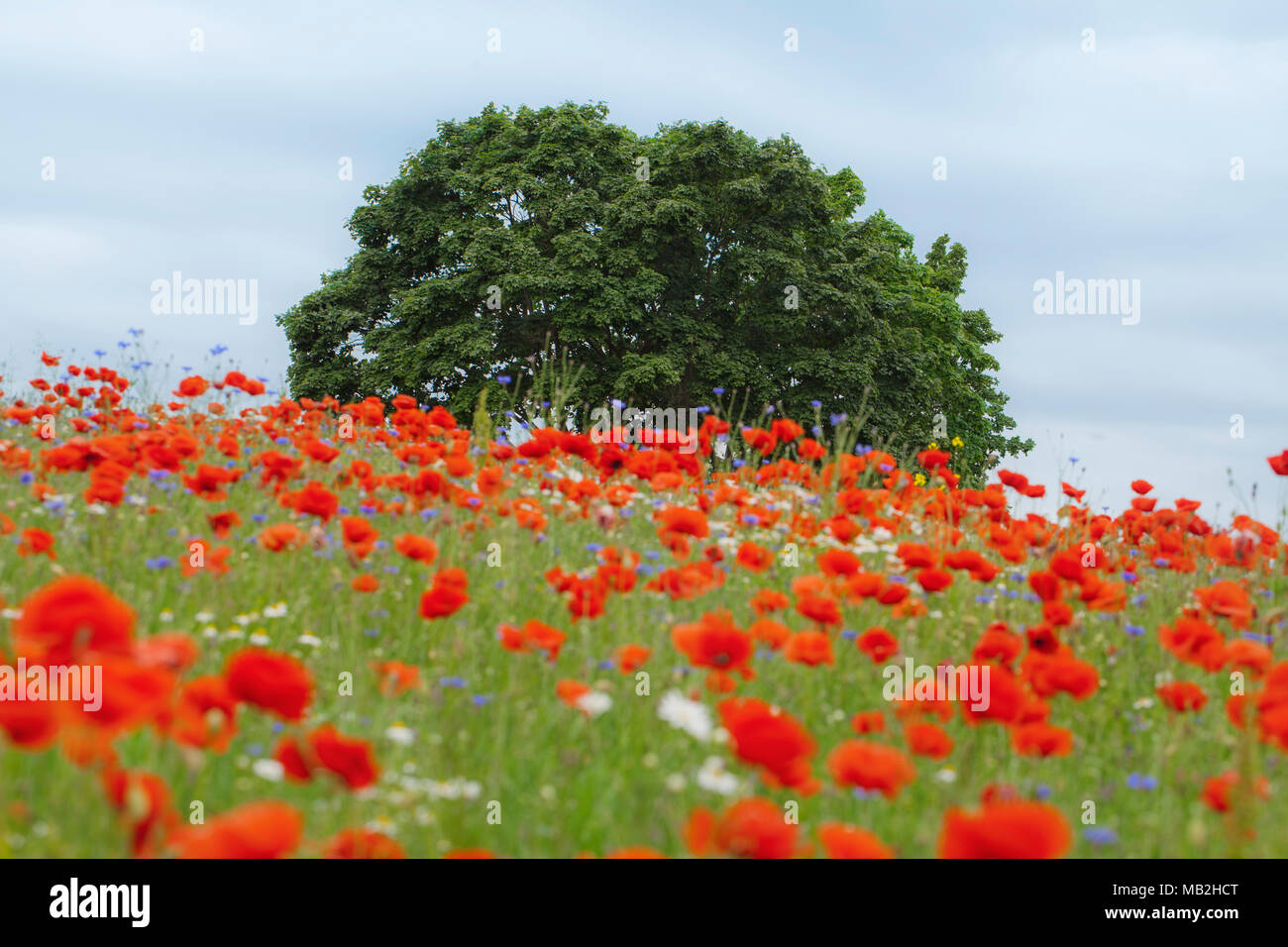 Red poppys hi-res stock photography and images - Alamy
