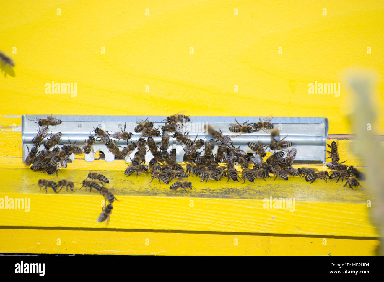 Bees defending hive hi-res stock photography and images - Alamy