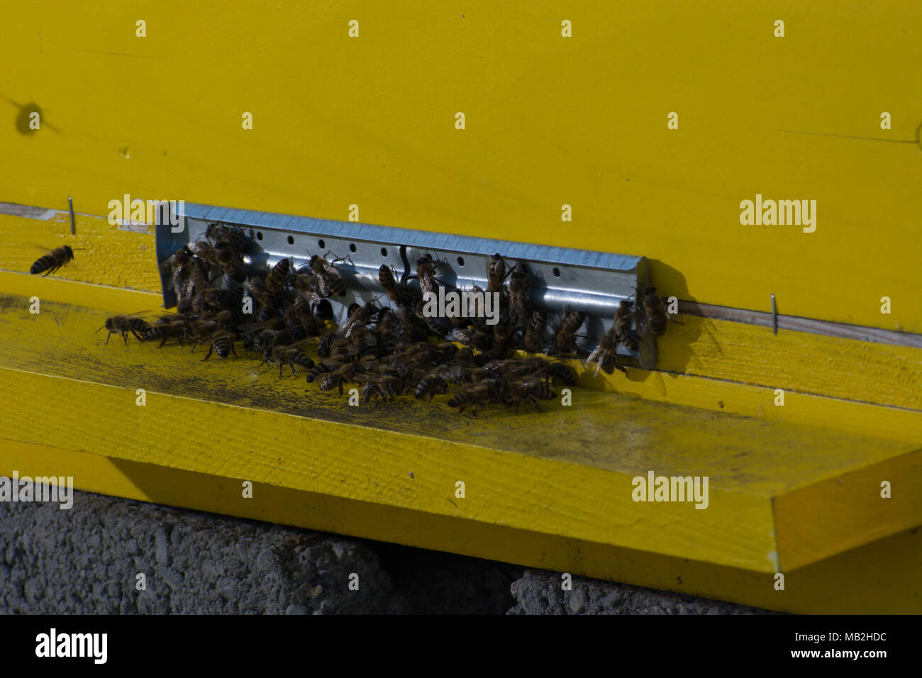 Bees entering the hive, bees flying to hive. Bees defending hive Stock ...